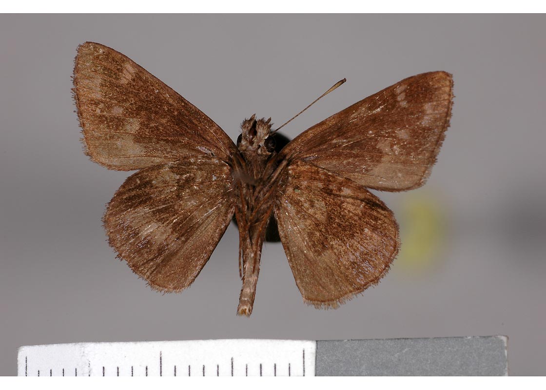Vidius similis (type specimens)